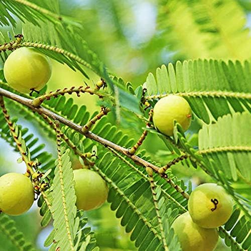 Amazon.com : 200 Phyllanthus emblica Seeds. Indian Gooseberry Seeds ...
