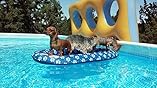 Amazon.com: SwimWays Spring Float Paddle Paws Dog Pool Float - Small (0 ...