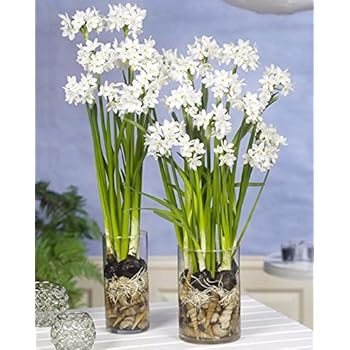 Amazon.com : Ziva Paperwhite Narcissus - 5 Bulbs - 15/16 cm Bulbs ...