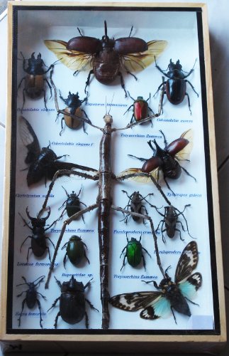 REAL BIG SIZE MIXS INSECT TAXIDERMY SET IN BOXES DISPLAY FOR ...