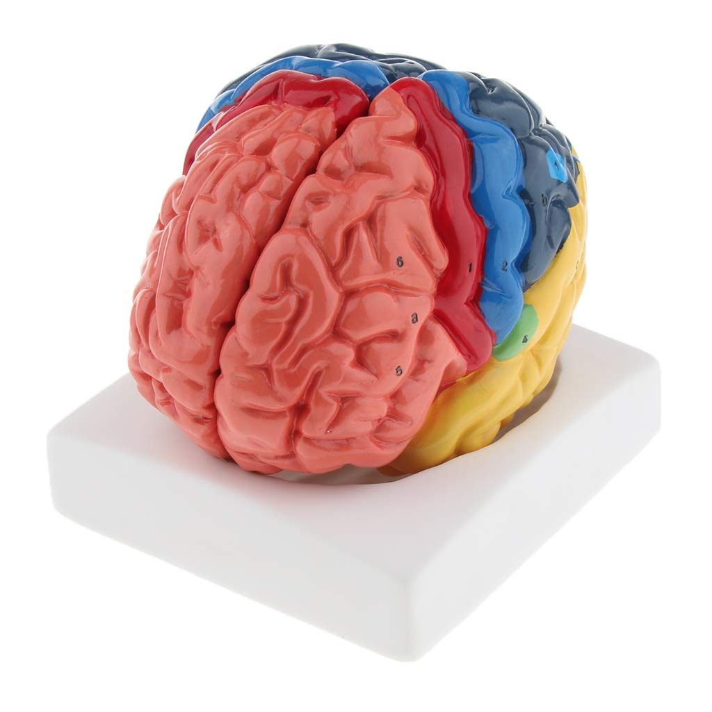 Mua 4D Anatomy Sutra Brain Anatomy Model Brain Model 3D Puzzle Human ...