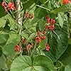 Outsidepride Scarlet Runner Beans Climbing, Vining Plants for Trellises ...