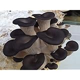 Amazon.com : 100 Lion's Mane Mushroom Spawn Plugs/Dowels to Inoculate ...