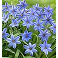 Amazon.com : Jessie Spring Starflower Bulbs for Planting (10 Bulbs ...
