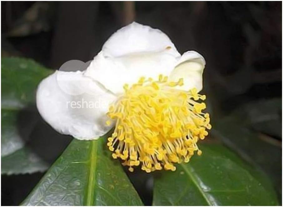 Camellia sinensis var. sinensis - tea plant - 5 seeds: Amazon.co.uk ...