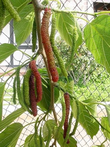سعر Omani Mulberry Tree Long Fruit Named Pakistani Mulberry Tree for ...