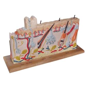 Amazon.com: Denoyer Geppert 0185-00 Human Skin Series Anatomical Model ...