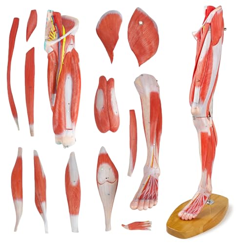 EVOTECH Human Leg Musculature Anatomy Model, 25 inch 2/3 Life Size 14 ...