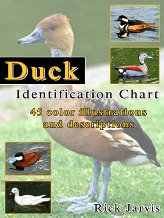 Duck Identification Chart - Full Colour illustrations and Descriptions ...