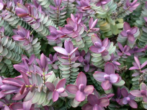 3 x HEBE IN 9CM POTS HARDY EVERGREEN QUALITY SHRUBS MIXED HEBES: Amazon ...