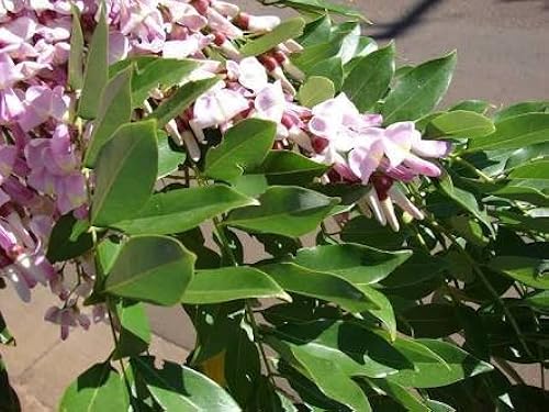 abamec 40 Gliricidia sepium Seeds, Gliricidia maculata, Gliricidia ...