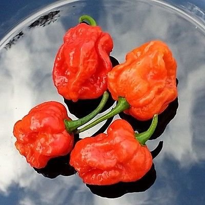 Buy INFINITY HOT CHILI Pepper/1 of Top 10 HOTTEST Measuring 1,200,000 ...