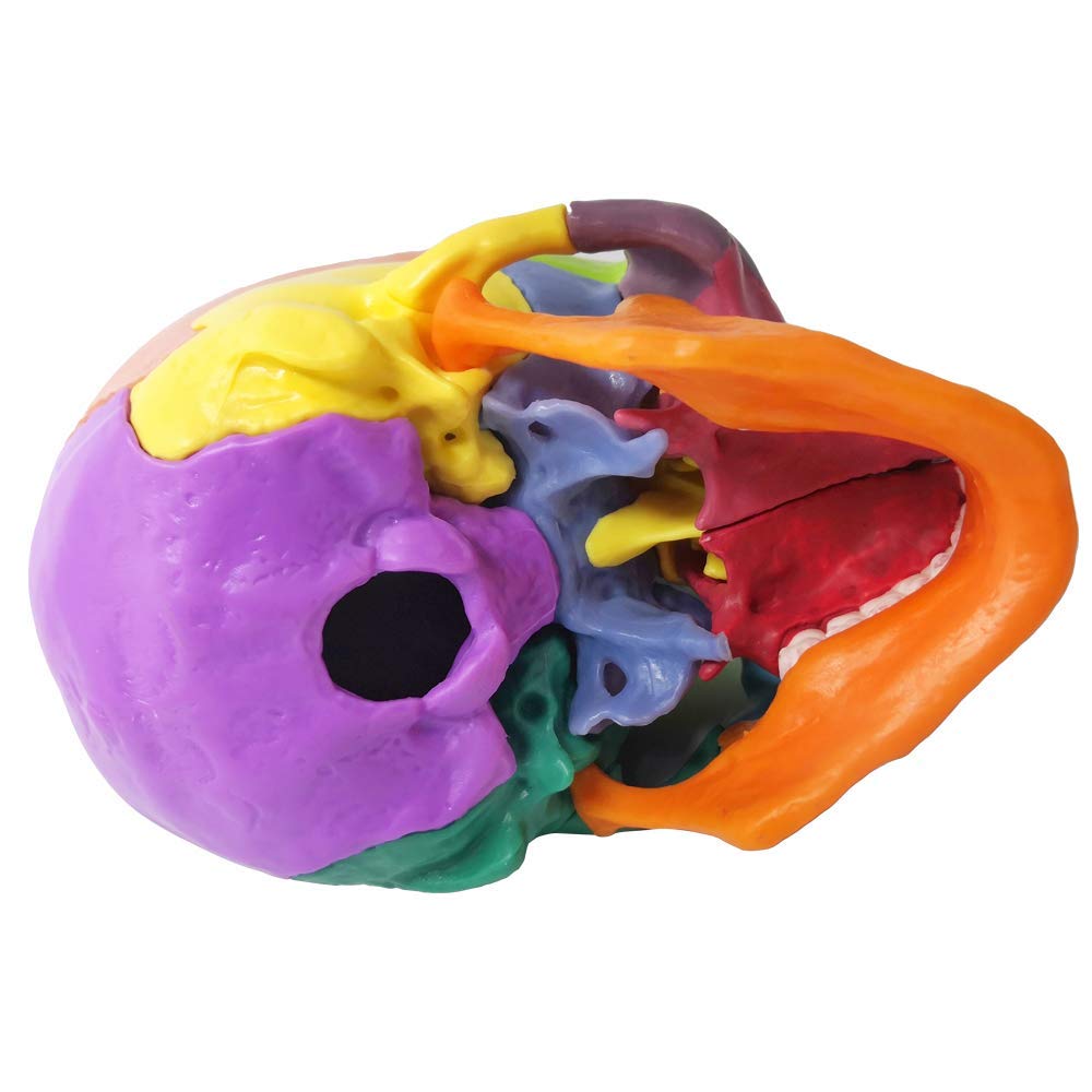 Mua EVOTECH SCIENTIFIC Mini Human Skull Model, Didactic 15 Parts Palm ...