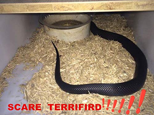 COTOSEY 53" Rubber Snake Realistic Fake Snakes Toy for Fool's Day ...