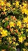 First Editions - Hypericum inodorum Red Star (St. Johns Wort) Shrub ...