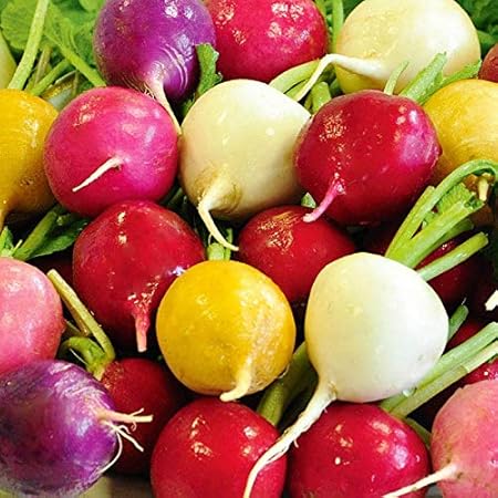 Amazon.com : NIKA SEEDS - Vegetable Radish Rainbow Mix Heirloom - 200 ...