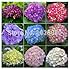 Amazon.com : Hydrangea, Purple Hydrangea Seeds - Treasuresbylee - 50 ...