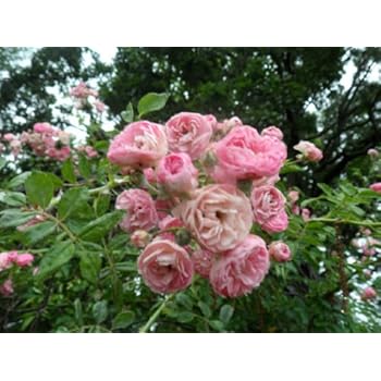 Amazon.com : SEVEN SISTERS Old Garden Antique Heirloom Climbing Rambler ...