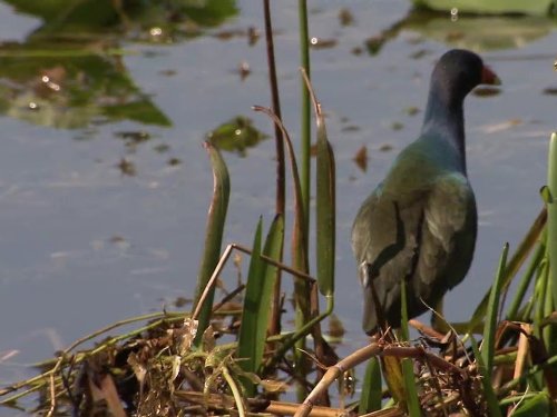 Watch Python Hunters Seasons 1 & 2 | Prime Video