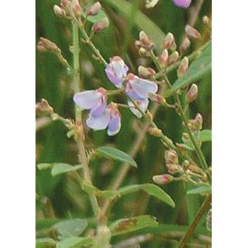Amazon.com : Florida Tick Trefoil (Desmodium floridanum), Seed Packet ...