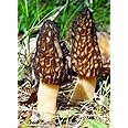 Amazon.com : RAISE ME UP: Black Morel Mushrooms Spores (Morchella ...