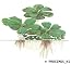 Proximus N1 3 X LARGE Amazon Frogbit/Limnobium laevigatum/Live Aquarium ...