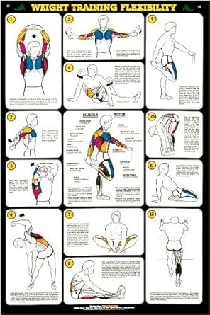 Weight Training Flexibility Laminated Anatomical Chart: Science Prints ...