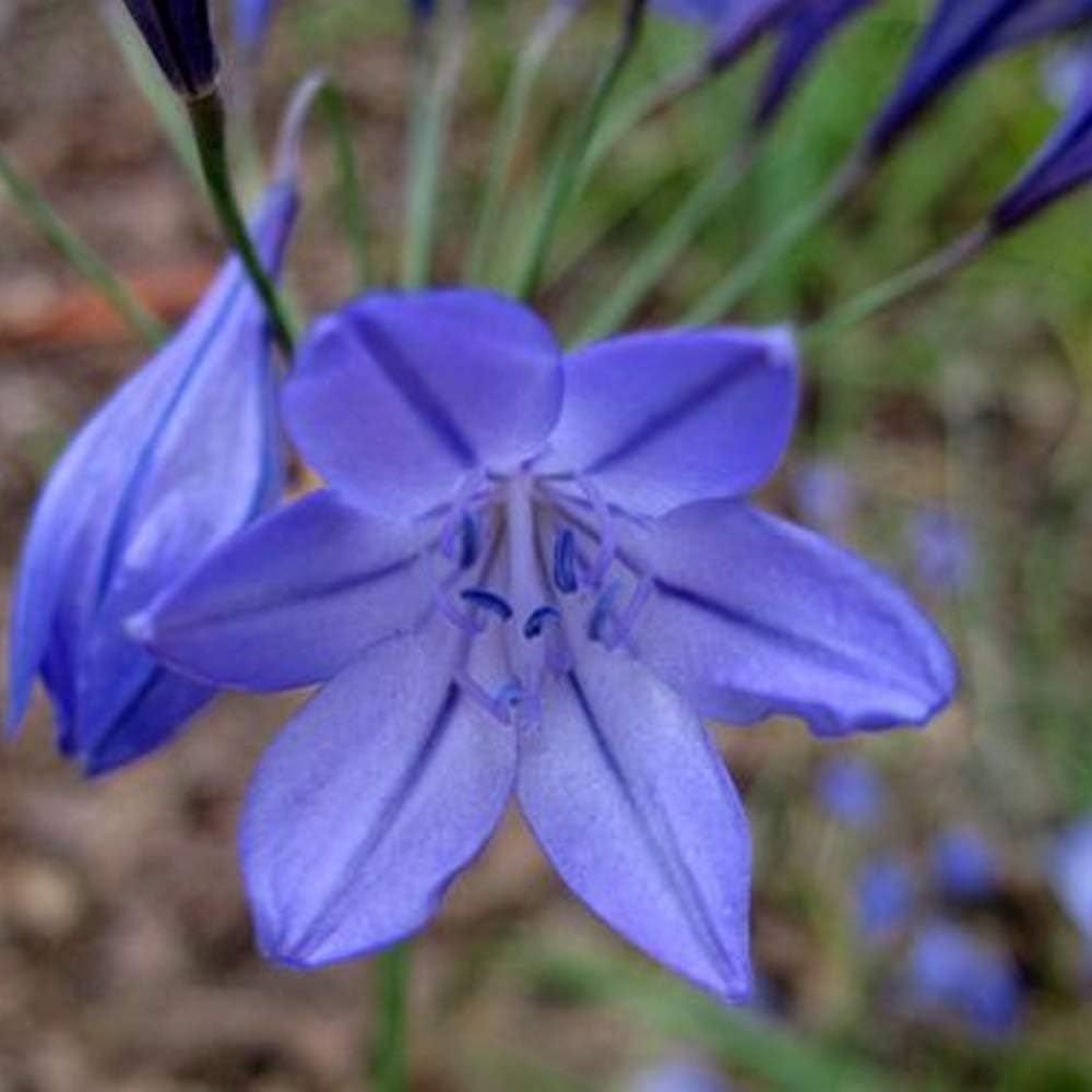 20 x Brodiaea Queen Fabiola – Clusters of Deep Blue Flowers – Summer ...