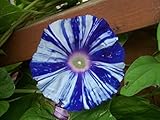 Ipomoea nil - How to grow & care