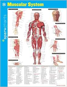 Muscular System SparkCharts: SparkNotes: 9781411470576: Amazon.com: Books