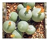 Conophytum - How to grow & care