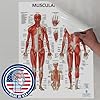 Muscular System Anatomical Chart, LAMINATED, Anatomy and Physiology ...