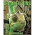 Chameleon, Chameleon: Joy Cowley, Nic Bishop: 9780439666534: Amazon.com ...