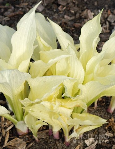 White Feather Hosta | Pricepulse