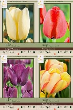 Amazon.com : Bulk Tulip Bulbs - 100 Pack - Mixed Colors in Separate ...