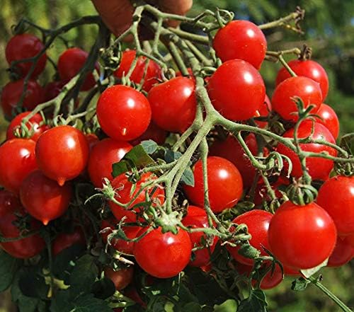 200pcs Tomato Seeds Garden Yard Plants Cute Succulent Gardening Select ...