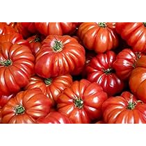 Rare Italian Tree Tomato 15 Seeds 11 Easiest Tomatoes To Grow From