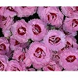 Pack x6 Dianthus Scent First® Sugar Plum Pinks Perennial Garden Plug ...