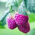 Amazon.com : 2 Thornless Raspberry Plants Live for Planting, Raspberry ...