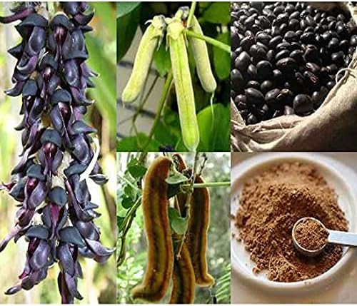 Verem Hardia Kaunch Beej Black kaunch Beej 100 gm White Kaunch Beej 100 ...