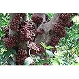 Amazon.com : Ficus racemosa | Indian Cluster Fig Tree | Goolar | Gular ...