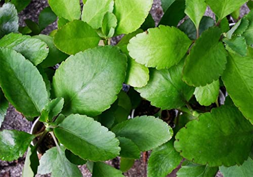 Buy Creative Farmer Ilamulachi Live Patharchatta/Bryophyllum Pinnatum ...