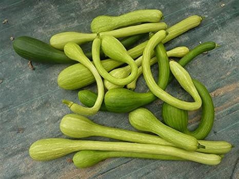 FRENCH HEIRLOOM HERITAGE COURGETTE LONG DE NICE TRAILING EARLY SUMMER ...