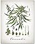 Amazon.com: Goldleaf The History of Cannabis as Medicine Art Print ...