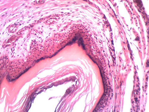 Prepared Microscope Slides (50-Count) Histology Human Tissue Study ...