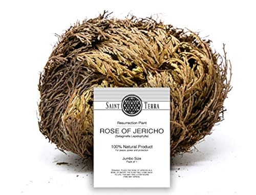 Saint Terra - Rose of Jericho Flower The Resurrection Plant, Jumbo Size ...