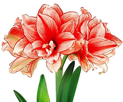 Beautiful Amaryllis Flower Images | Best Flower Site