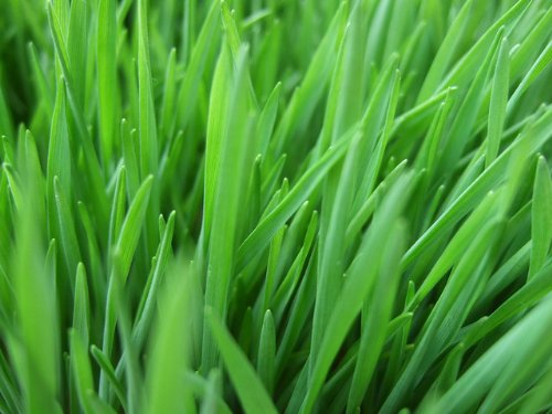Todd's Seeds - Hard Red Wheatgrass - 5 Lb's - Sprouting Wheat Grass ...