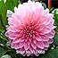Amazon.com : 100Pcs Rare Blue and White Point Dahlia Seeds Beautiful ...