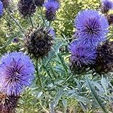 Cardoon - How to grow & care